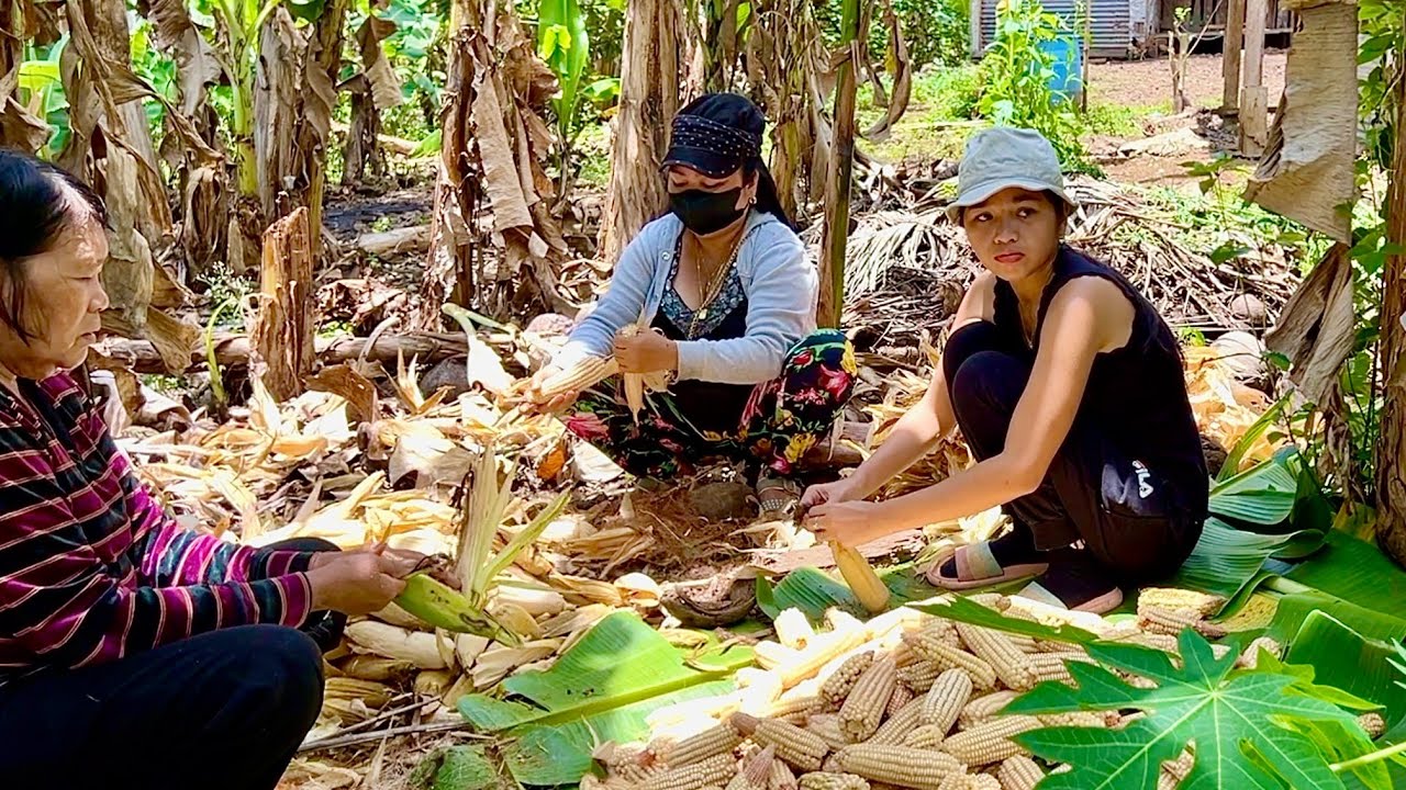 Free Corn Seeds: A Peek Into Philippines Farm Life - YouTube