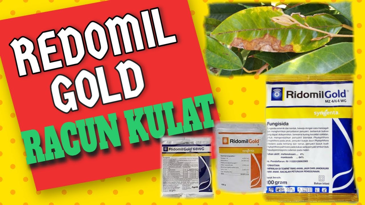 RACUN KULAT YANG SESUAI MUSIM HUJAN REDOMIL GOLD - YouTube