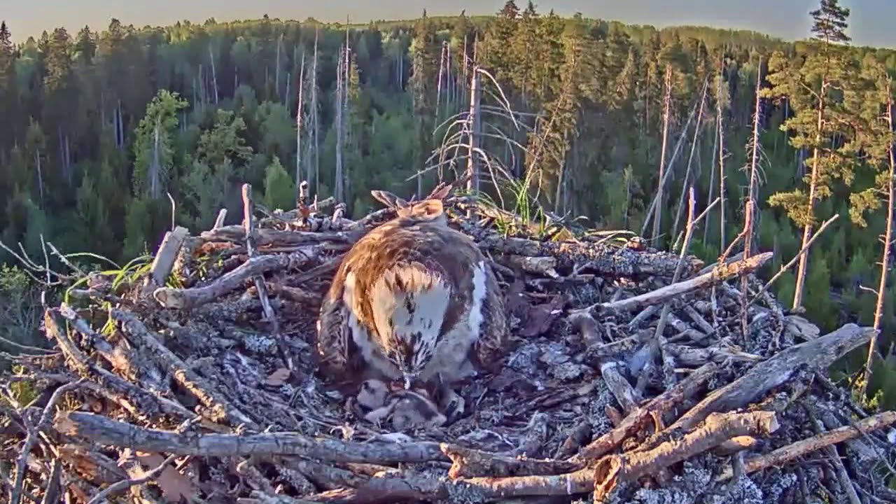 The first chick (kalakotkas 2) - YouTube