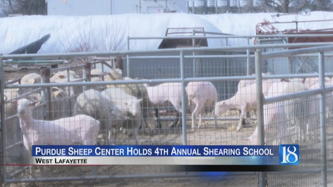Purdue Sheep Center Holds Shearing School - YouTube