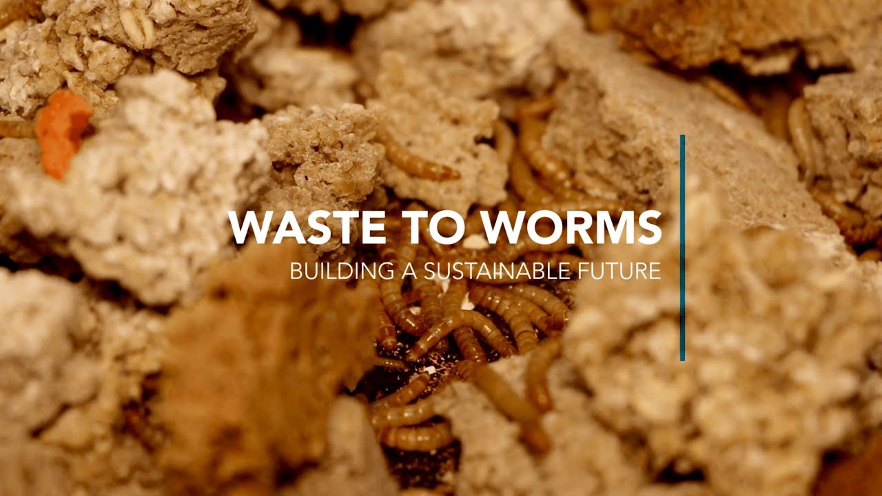 Waste to Worms: Building a Sustainable Future - YouTube