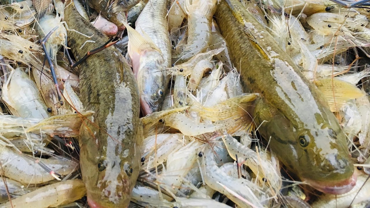 অবিশ্বাস্য দাম 😱 অাপনিও দেখেনিন| fish bid | Padma nodir mach - YouTube