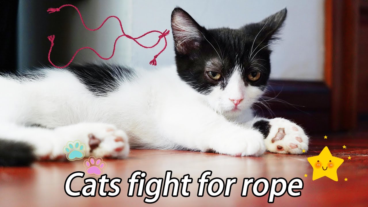 Cats Fight For Rope🎉🤣| Funny Cat Reaction 😼 - YouTube