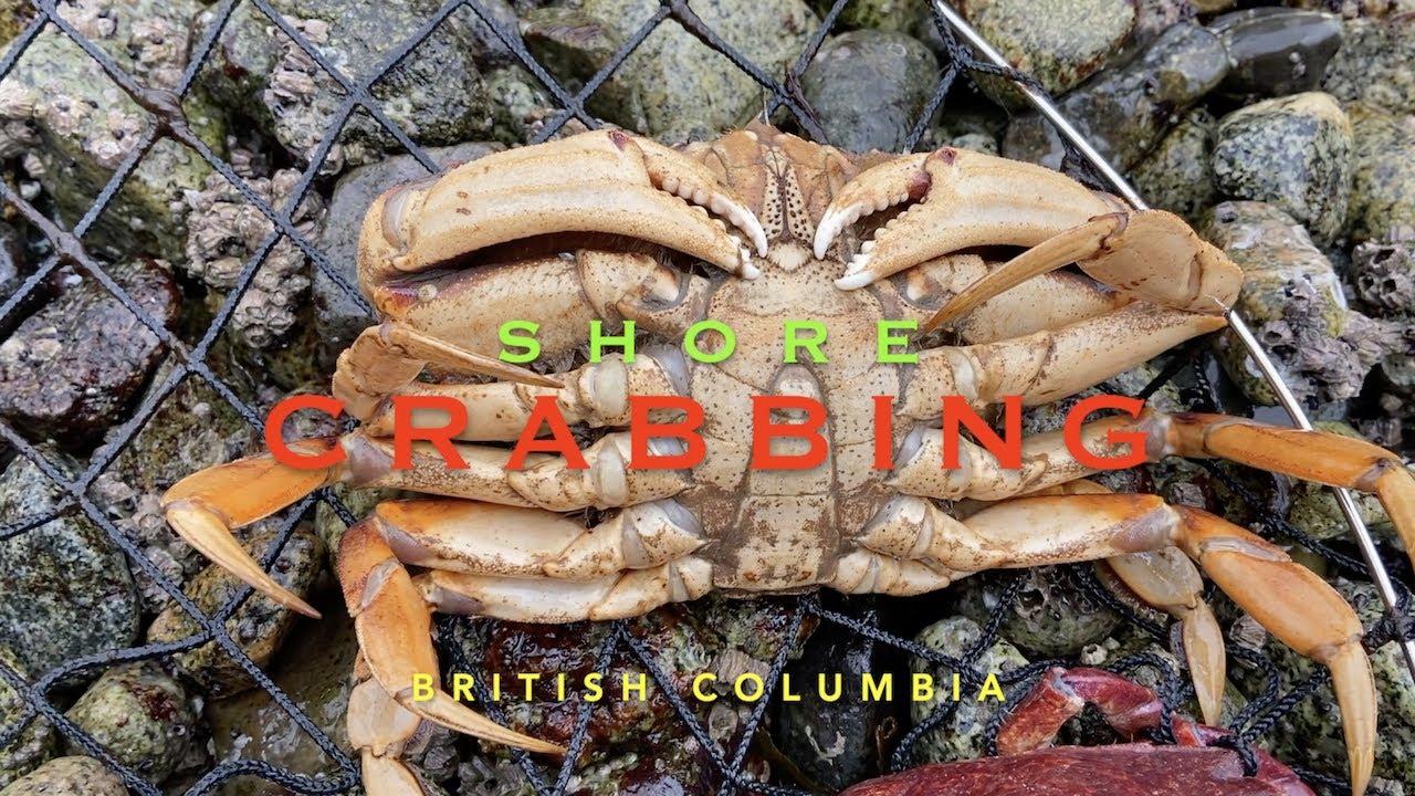 Crabbing in Vancouver. Dungeness crab. Red Rock crab. BC. Canada - YouTube
