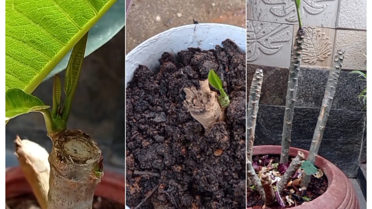 ♥️The Story Behind My Champa Plant. What I Learnt from champa plant. # ...