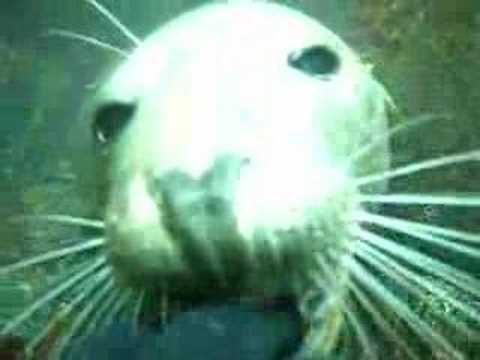 Seal finger - YouTube
