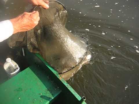 bourriche du 23 juillet 2014 +++76 poissons - YouTube