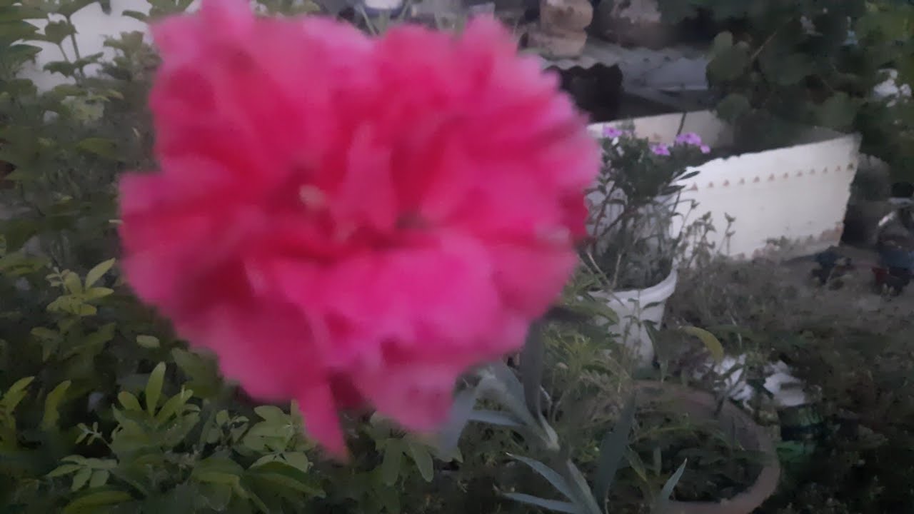 Cornation Flowering plant || How to Grow and Care permanent Cornation ...