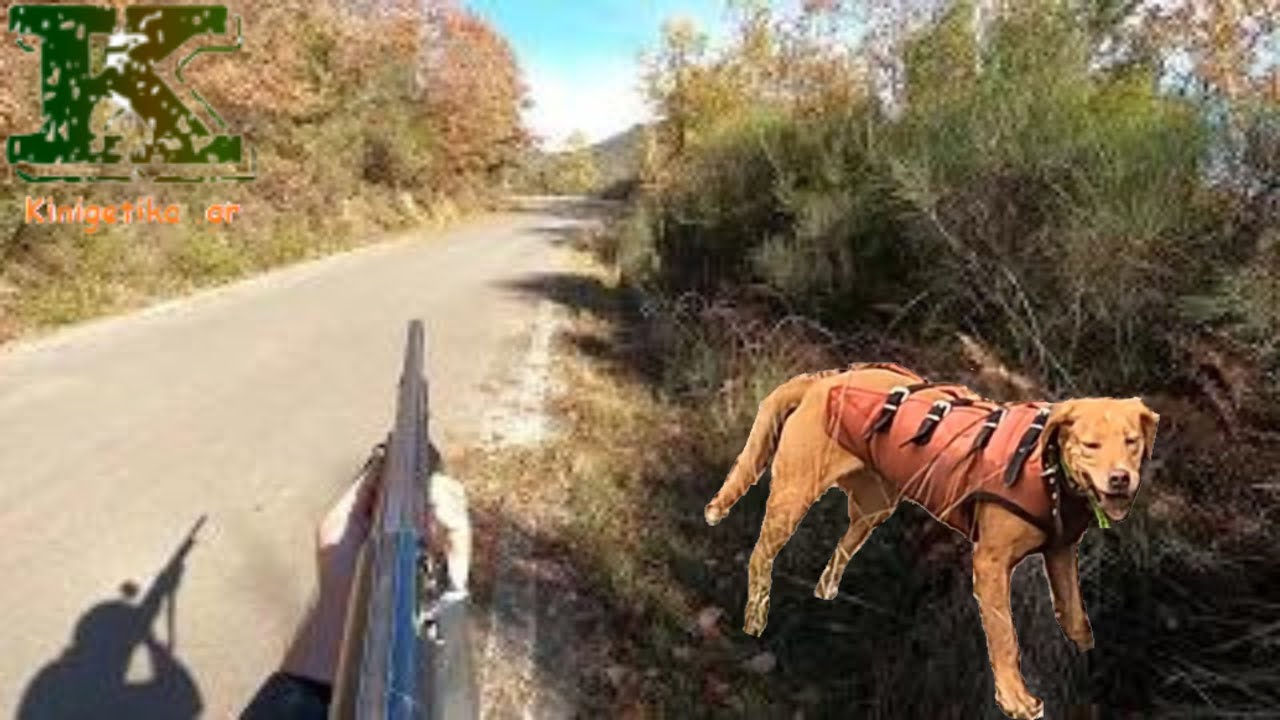 Στιγμές από κυνήγι αγριογούρουνου - YouTube
