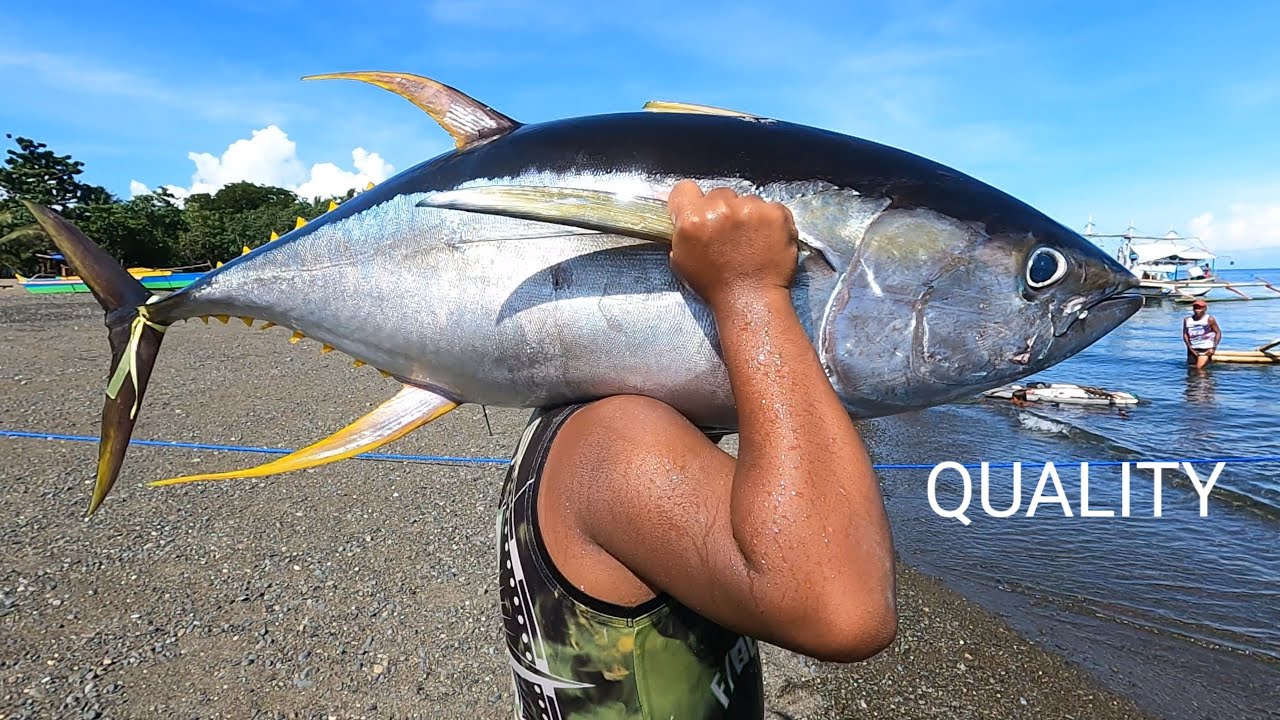 150 per kilo nalang Ang Barelis | Dinahican Infanta quezon - YouTube
