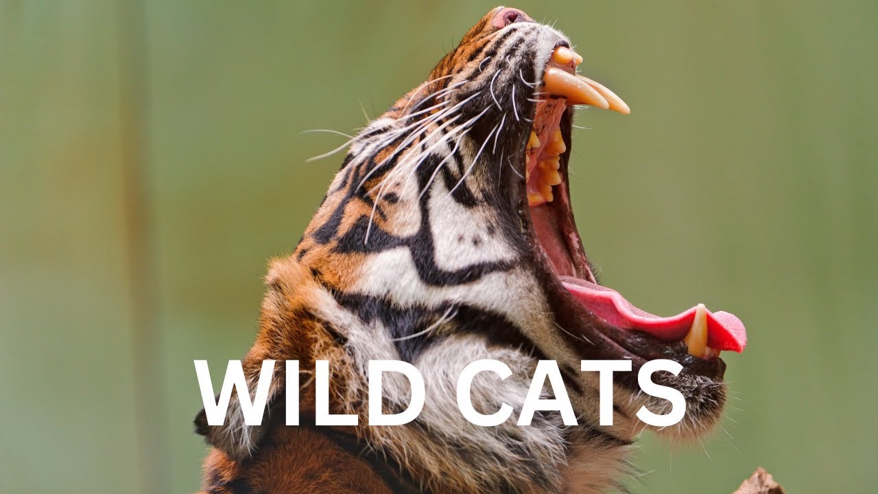 The Incredible Types of Wild Cats on Earth | Types of wild cats in the ...