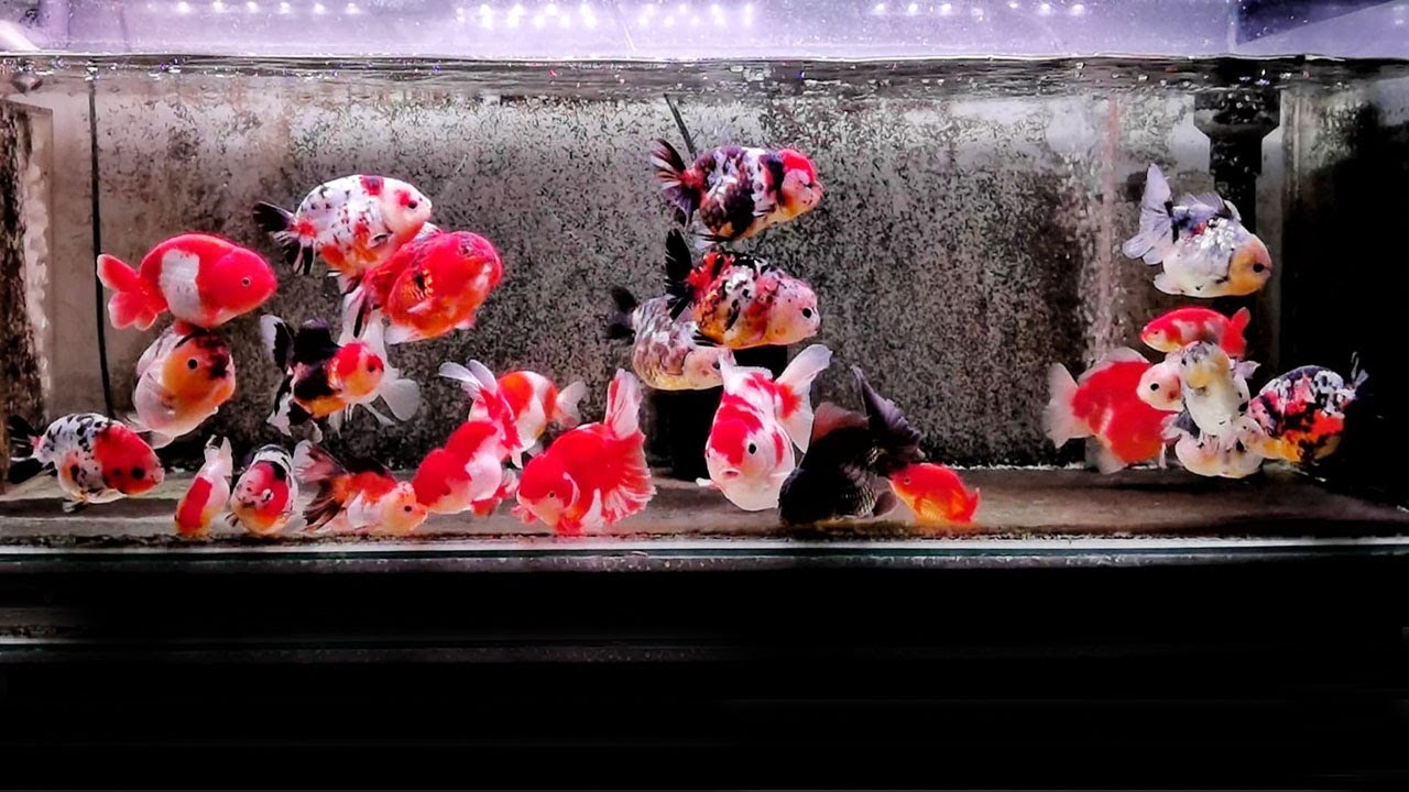The best quality goldfish aquarium | Beautiful goldfish tank - YouTube