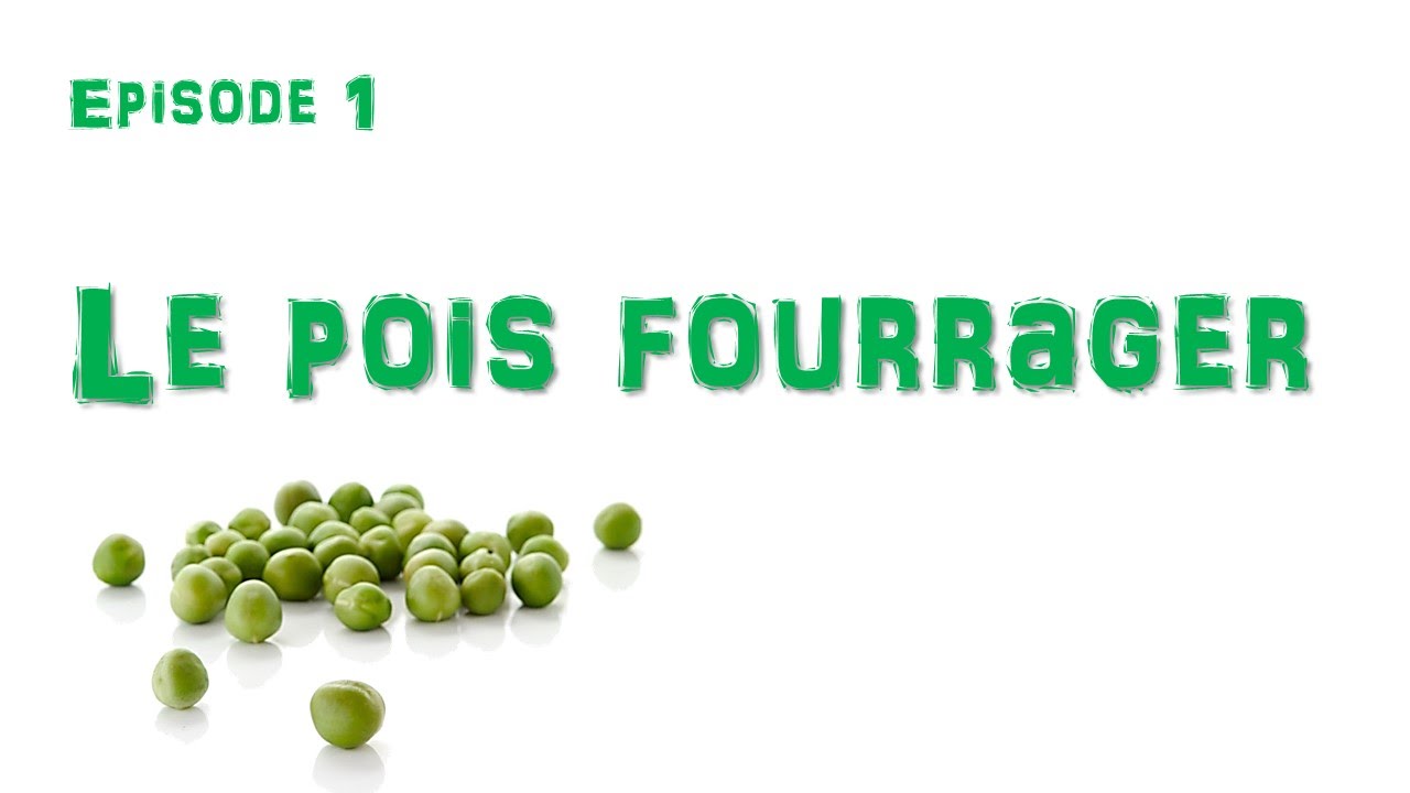 La minut'agro le pois fourrager - YouTube