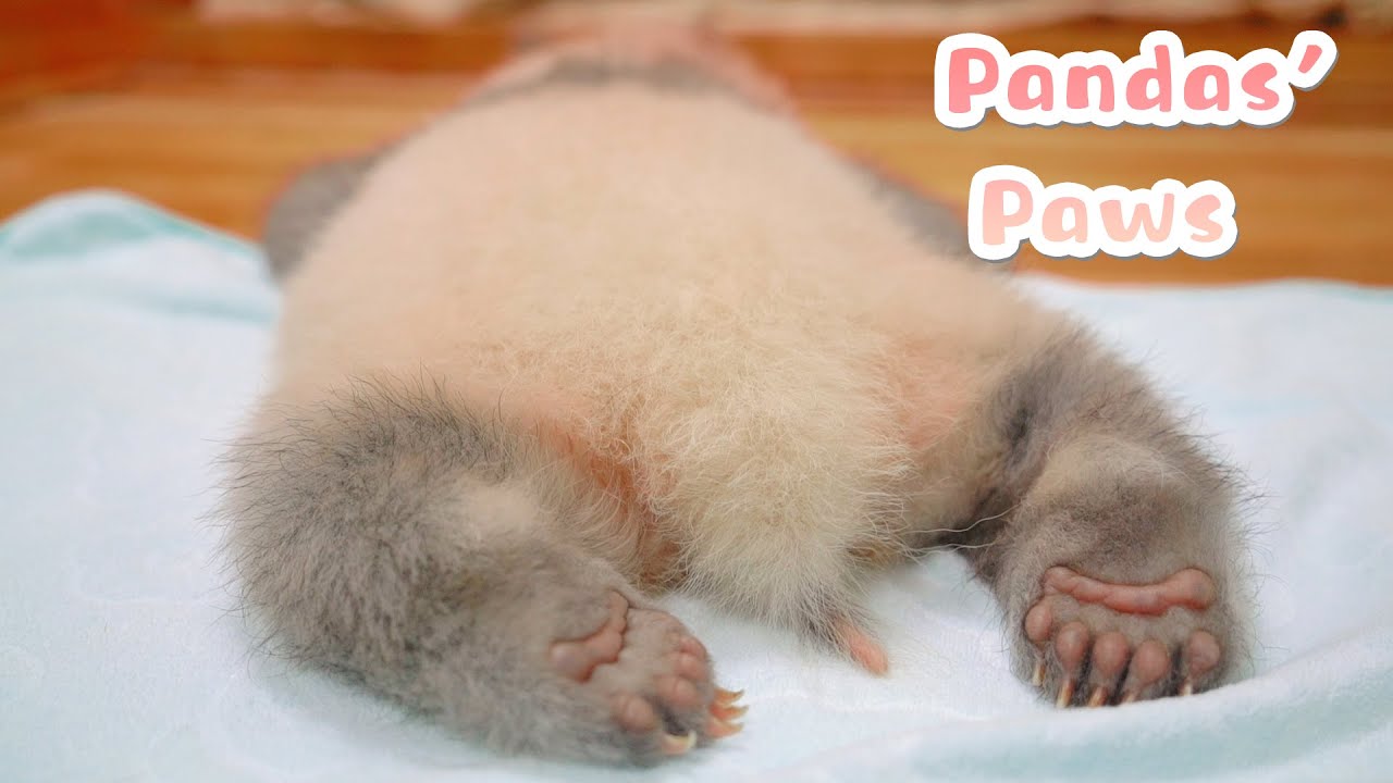 How Fast Do Pandas’ Paws Grow? | iPanda - YouTube