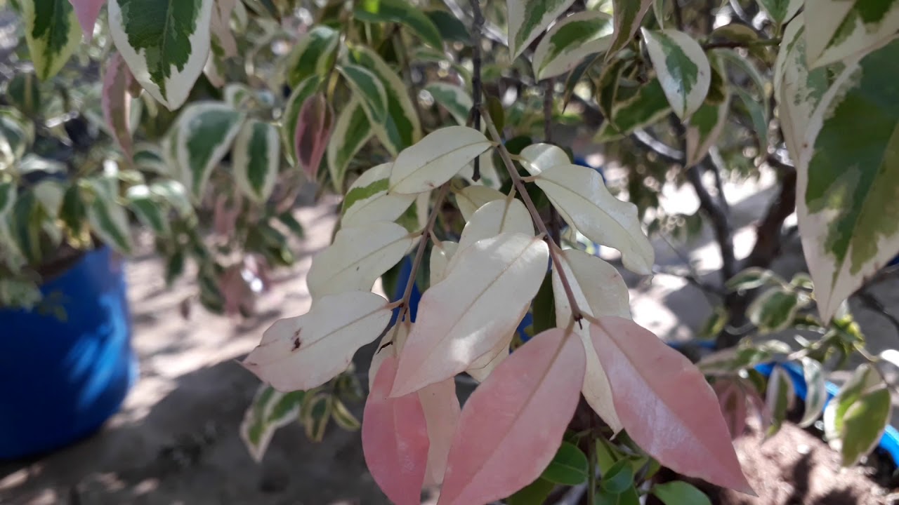 Jabuticabeira Variegata(Raridade), mostrando um pouco da sua folhagens ...