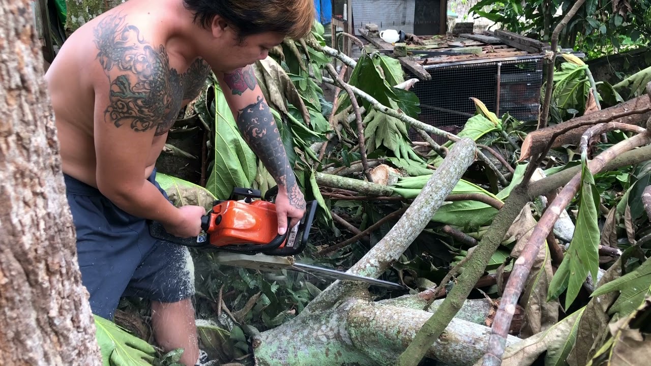 Memotong Kayu Api Daripada Pokok Yang Di Tebang Pak Parno. - YouTube