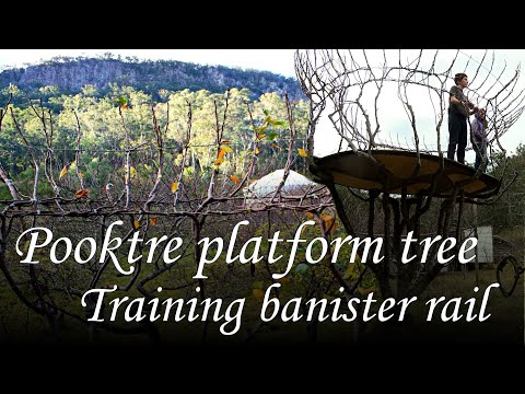 Pooktre platform tree, training banister rail. - YouTube