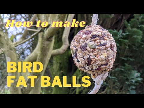 Bird feeders / Fat Balls - How to make bird fat balls - YouTube
