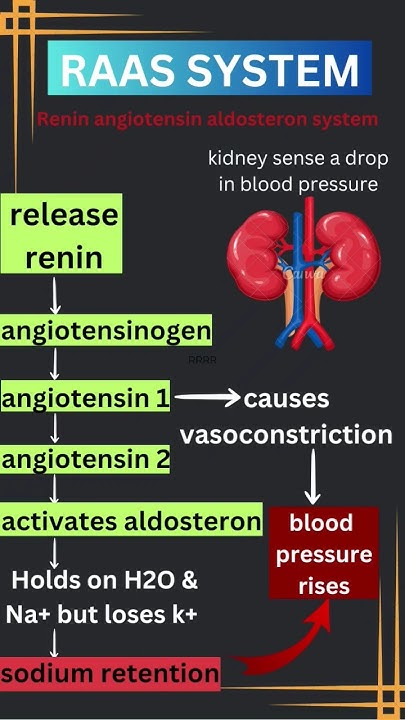 Raas system made easy | Renin angiotensin aldosterone system - YouTube
