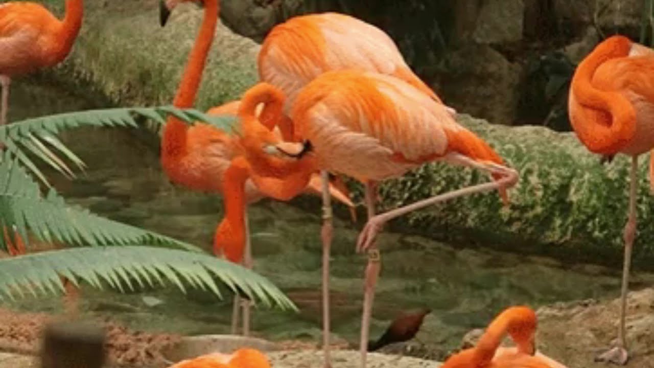 Flamingo bird sound - YouTube