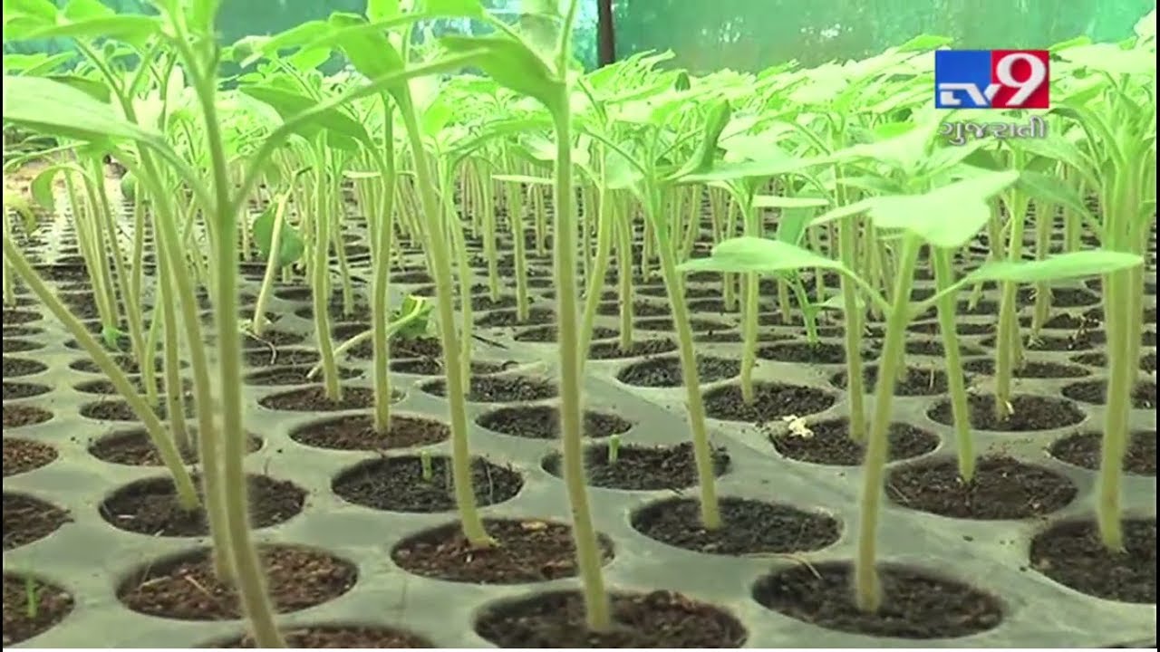 Plug tray nursery technique, a modern way of farming to increase ...