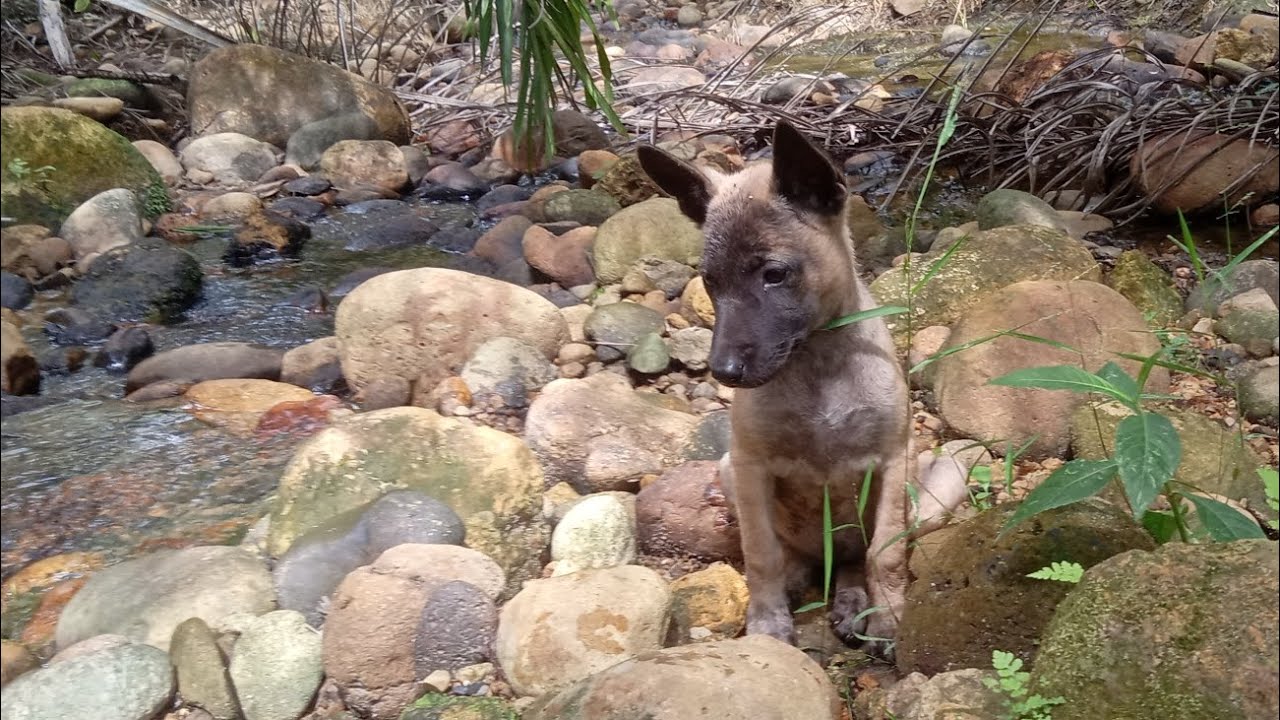 cute puppy in farm land . cute puppy in farm land. cute dog puppy doggy ...