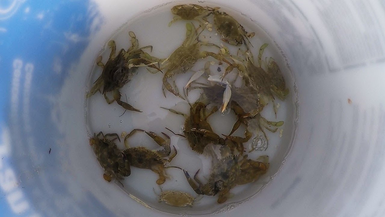 All About The Bait - Catching Blue Crabs For Permit - YouTube