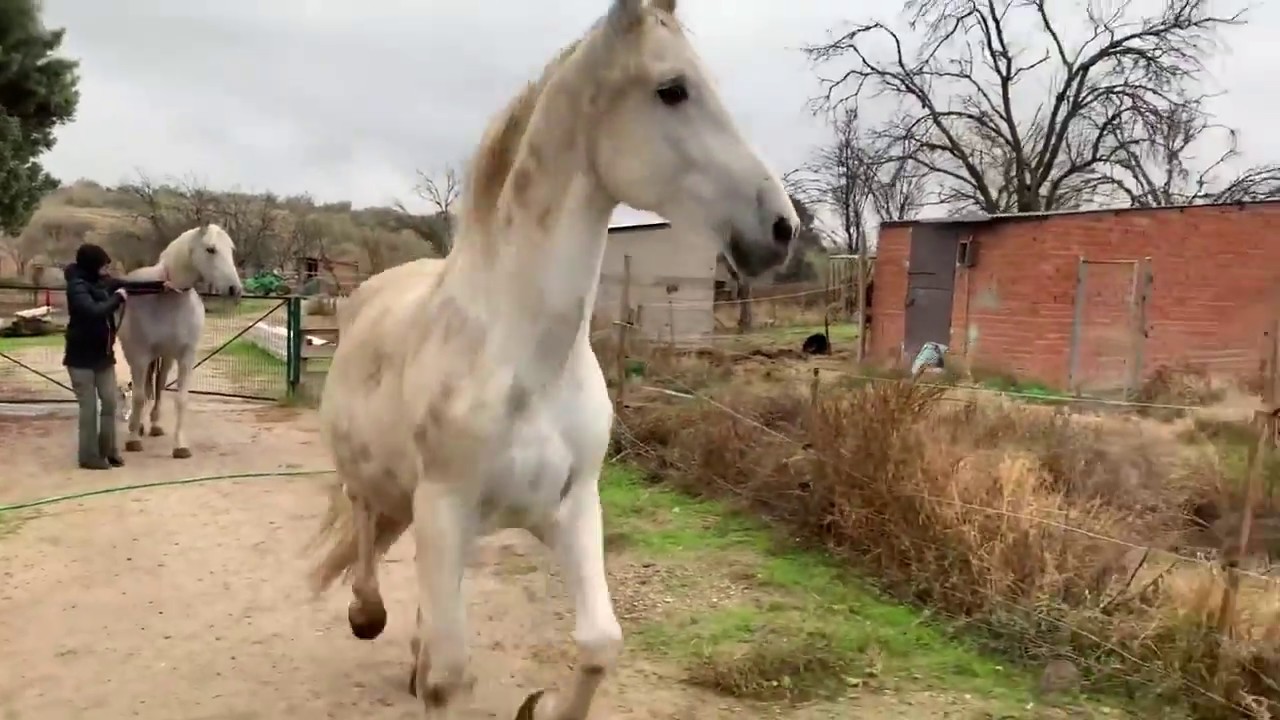 Dos yeguas y un caballo rescatados - YouTube