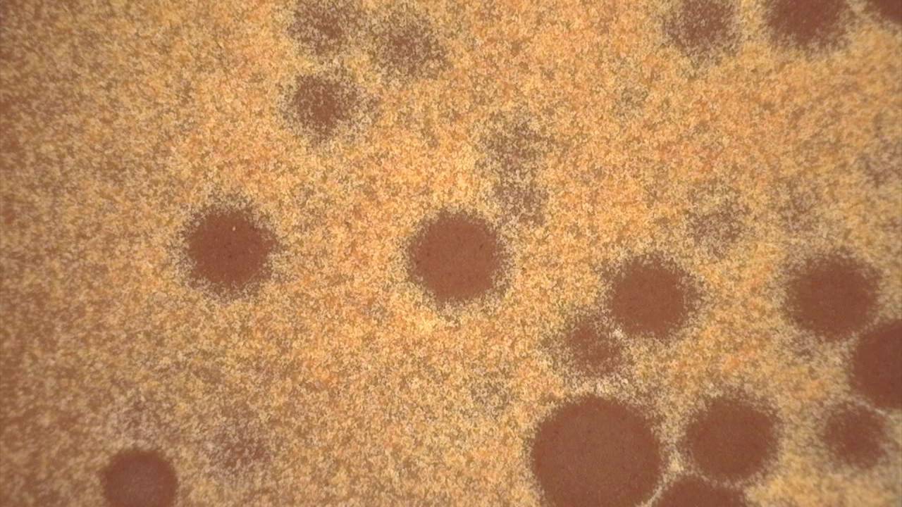 Time-lapse of Fat Bloom Formation on Chocolate - YouTube