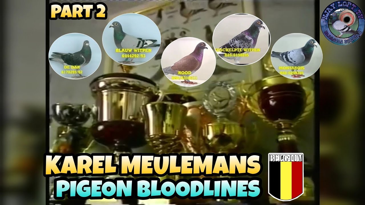 KAREL MEULEMANS CHAMPION PIGEON BLOODLINES DOCUMENTARY (PART 2) - YouTube