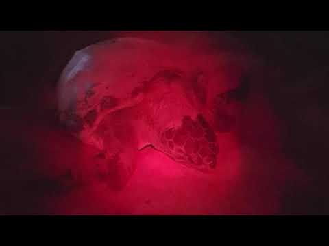 FILMAT: Ifaqqsu 11-il fekruna oħra fil-bajja tar-Ramla l-Ħamra - YouTube