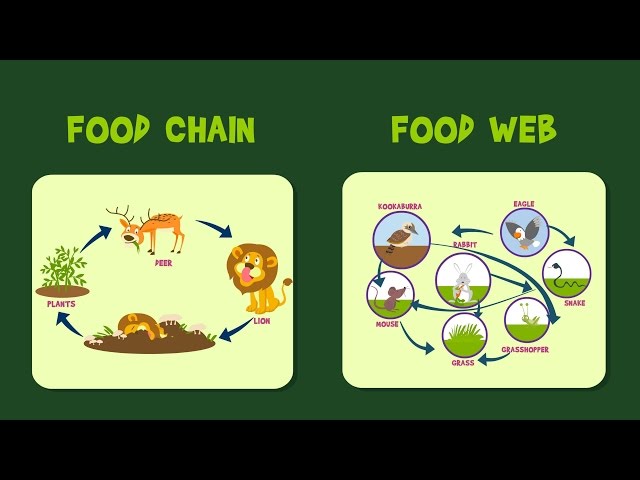 Human Food Chain For Kids