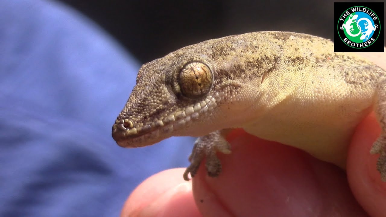 Herping for Tiny Costa Rican Lizards! - YouTube