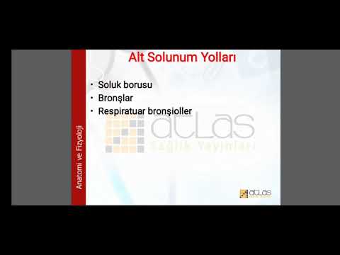 10. Sınıf anatomi ve fizyoloji dersi solunum sistemi 2. Video