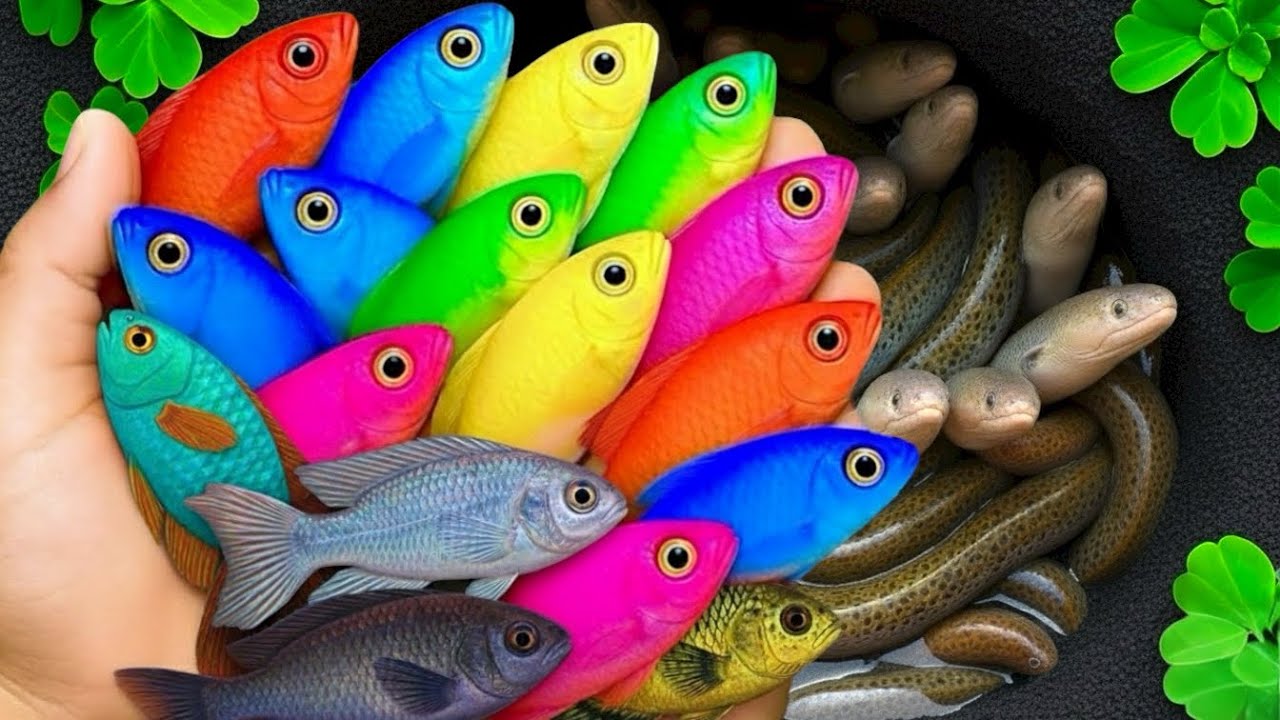 I Catch Aquarium Fish In Giant colorful egg: Cute Fish, Baby Turtle ...