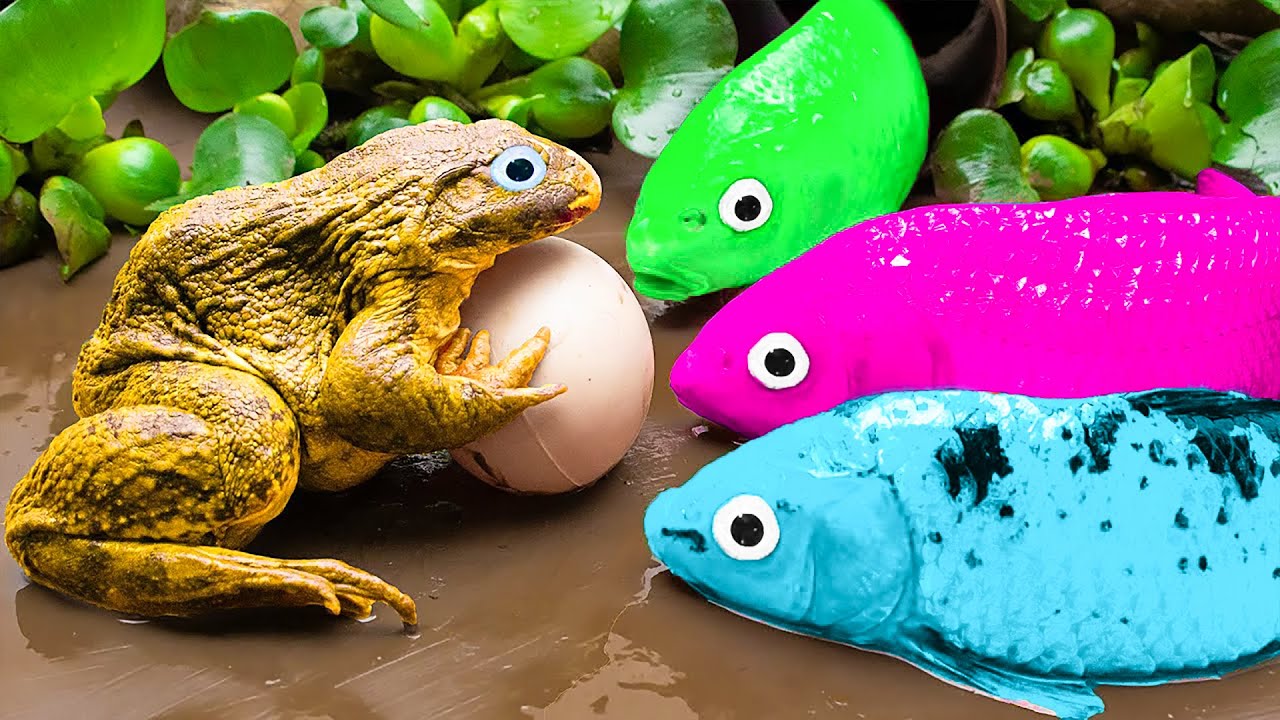 ️Fish Videos ️ Spider Fish Revenge on Spiders, Colored Eggs, Crabs ...