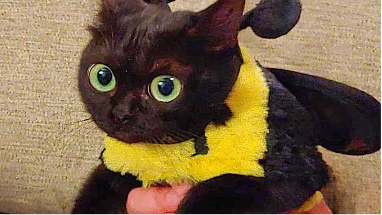 Meet the Real-Life Toothless… With Fur! - YouTube