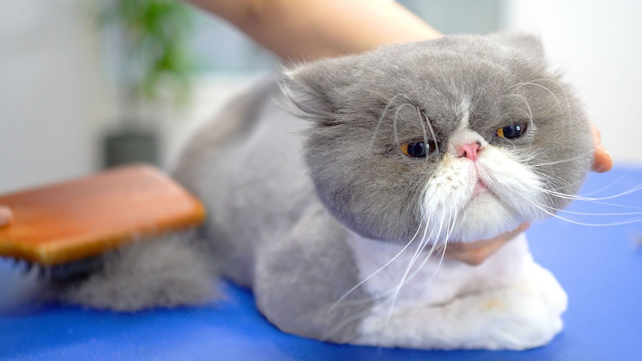 Impossible to resist the charm of this cat 😻🛁 ️ ️ so cute! - YouTube