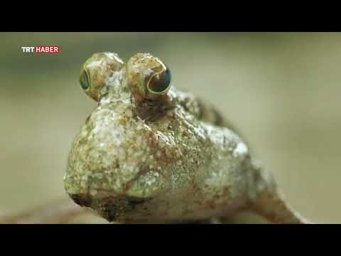 Orman Gezegeni 3. Bölüm