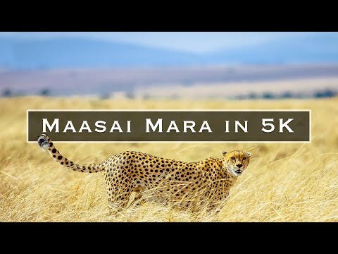 Maasai Mara in 4K