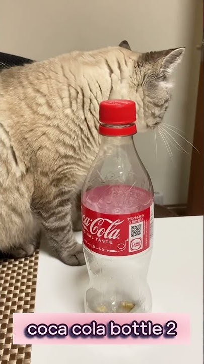 Cat - coca cola bottle 2 😝🤭 #shorts - YouTube