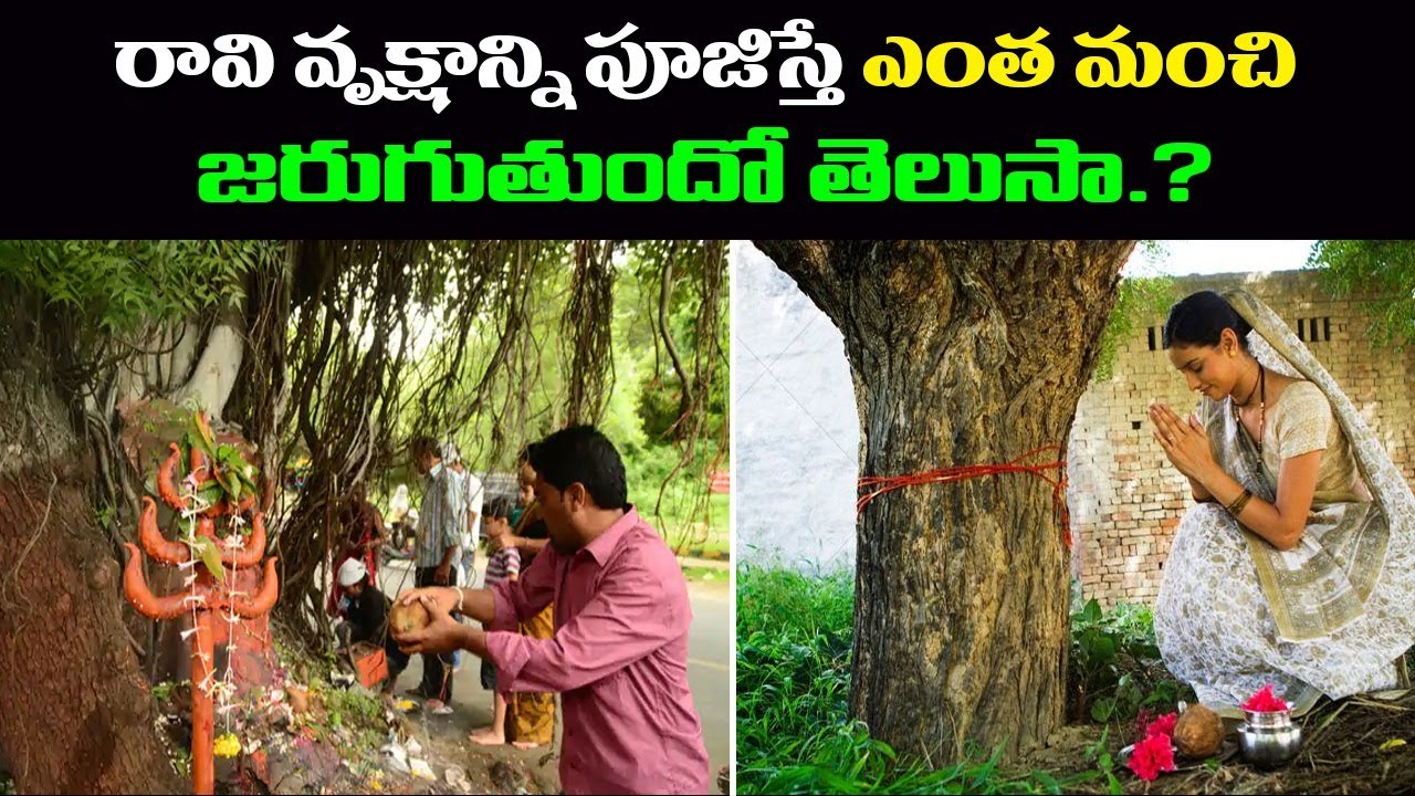 Ravi Chettu Pooja Palithalu || Ravi Tree Significance || Pedda Bala ...