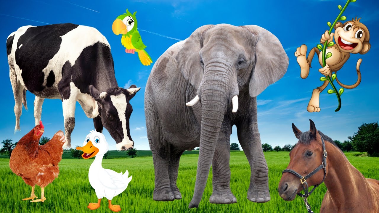 The Funniest Animal Sounds Compilation: Cow, Horse, Duck, Elephant ...