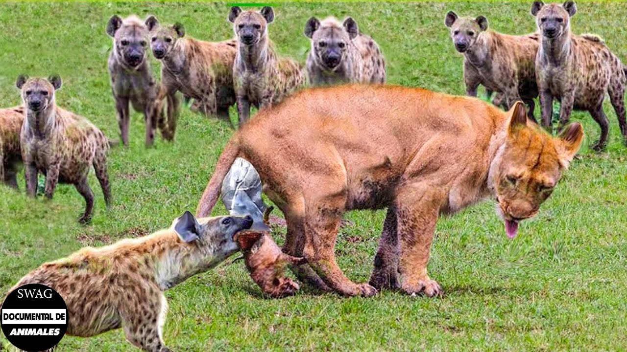45 Momentos Las Hienas Atacan A Cachorros De León Recién Nacidos En Su ...
