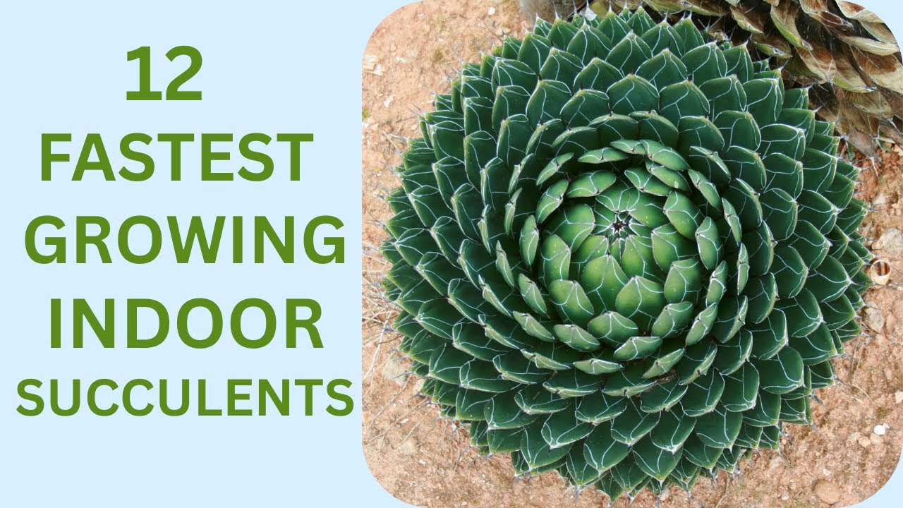 Top 12 Fast Growing Succulents You Can’t Kill | Unkillable Fast-Growing ...
