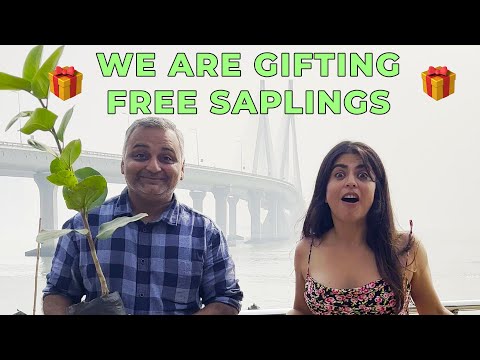 ✨GIVEAWAY✨ Free Banyan Tree Saplings| Green Mumbai Mission| Planted our First Banyan Tree in 📍Bandra