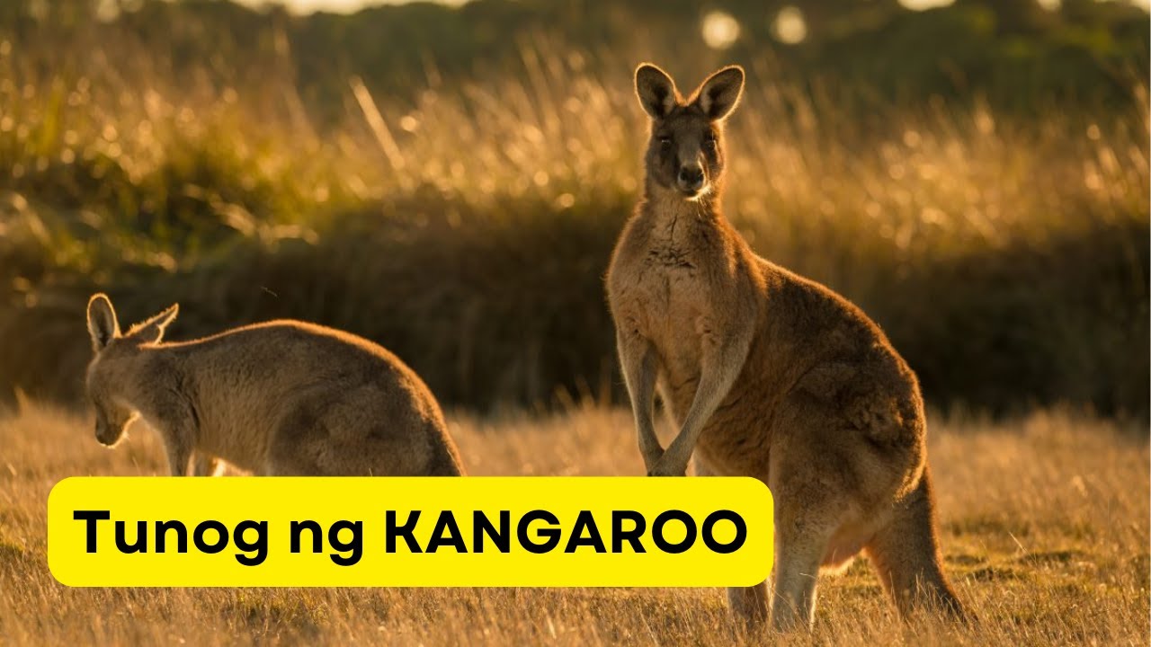 Tunog ng KANGAROO | Sound of KANGAROO - YouTube