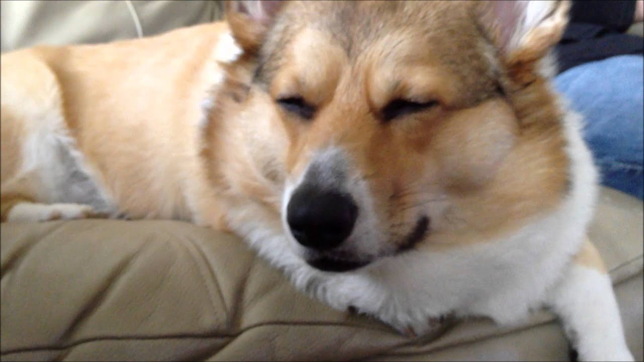 Sleepy "Watch Dog" Corgi - YouTube