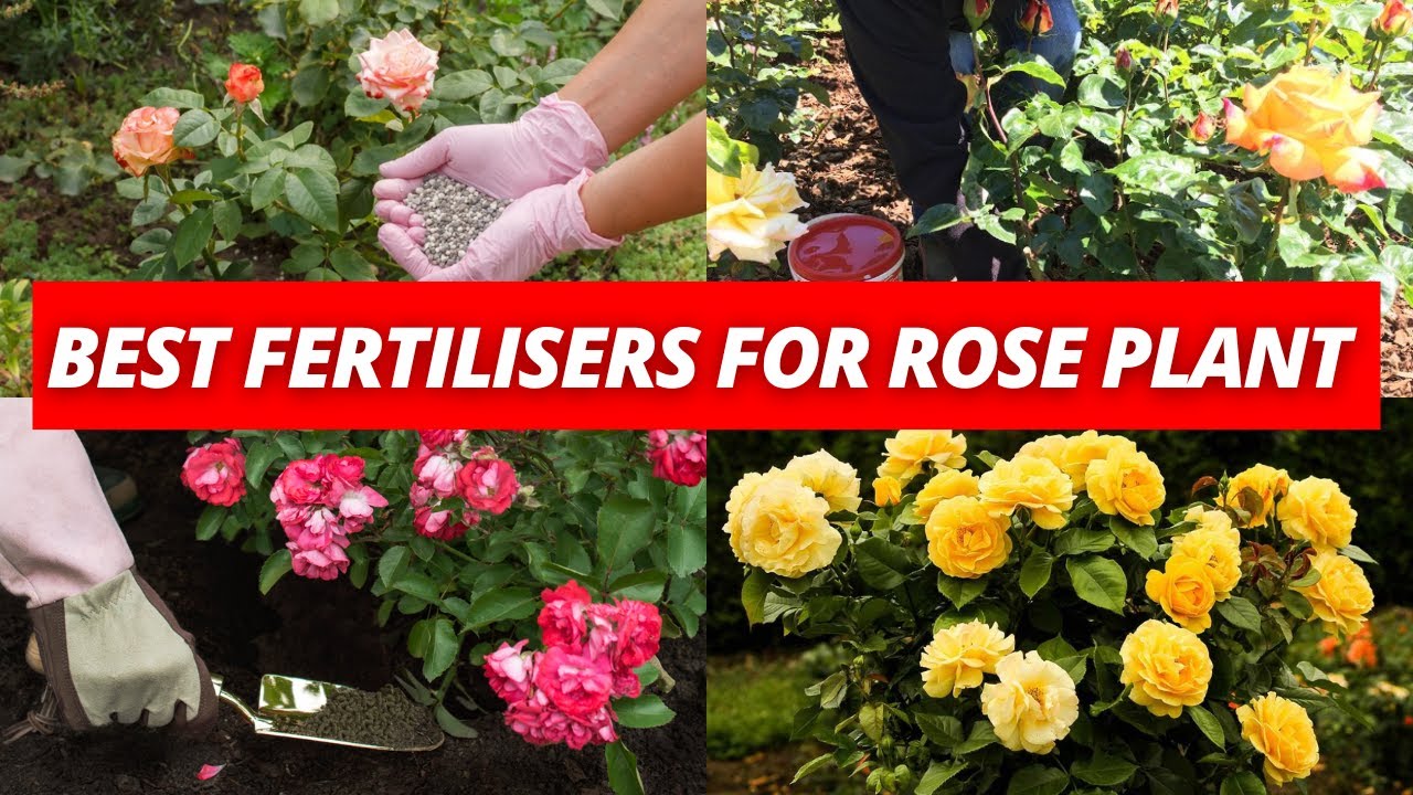 Best Fertilisers for Rose Plant | Secret mixture fertilisers designed ...