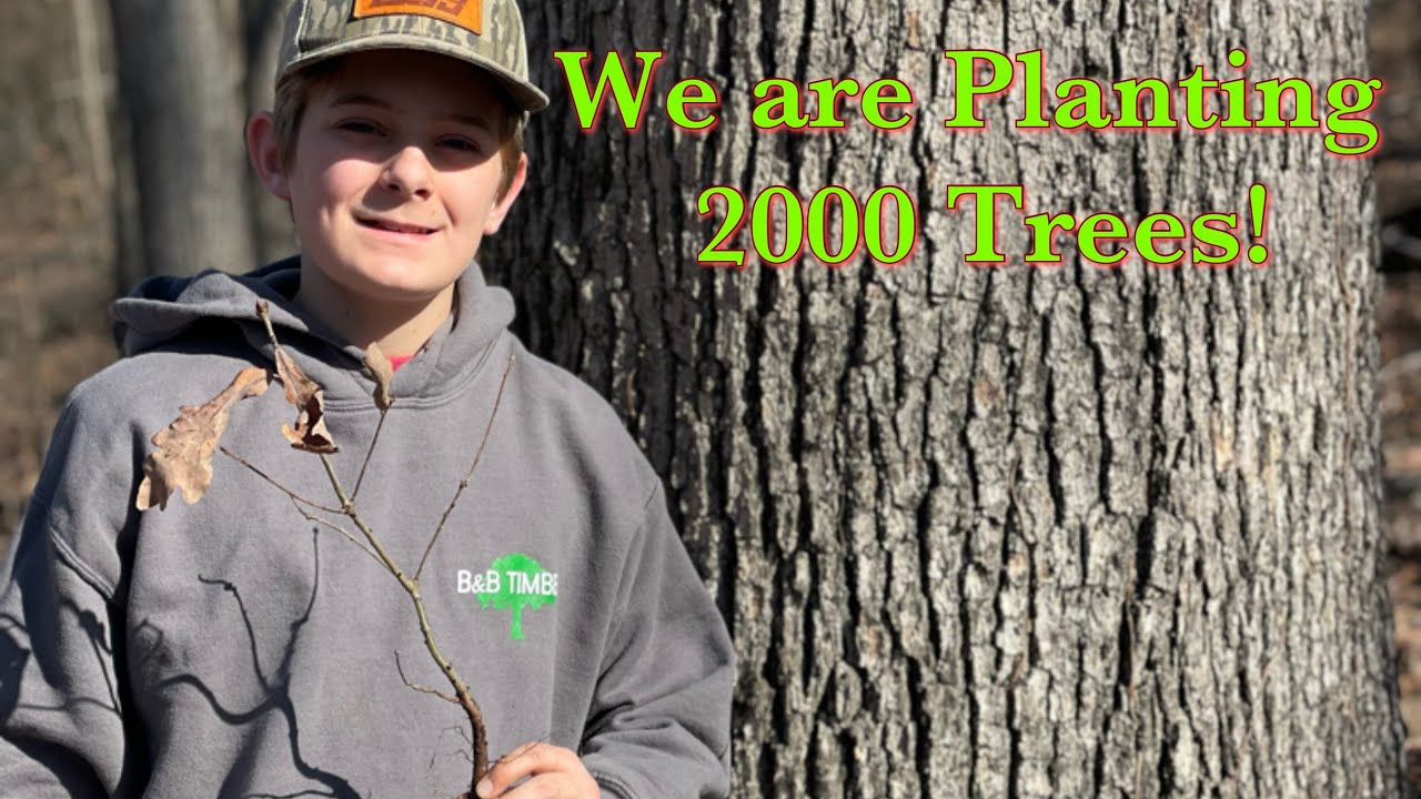 We are Planting 2000 Whiteoak Trees #tree #treeplanting #forestry - YouTube